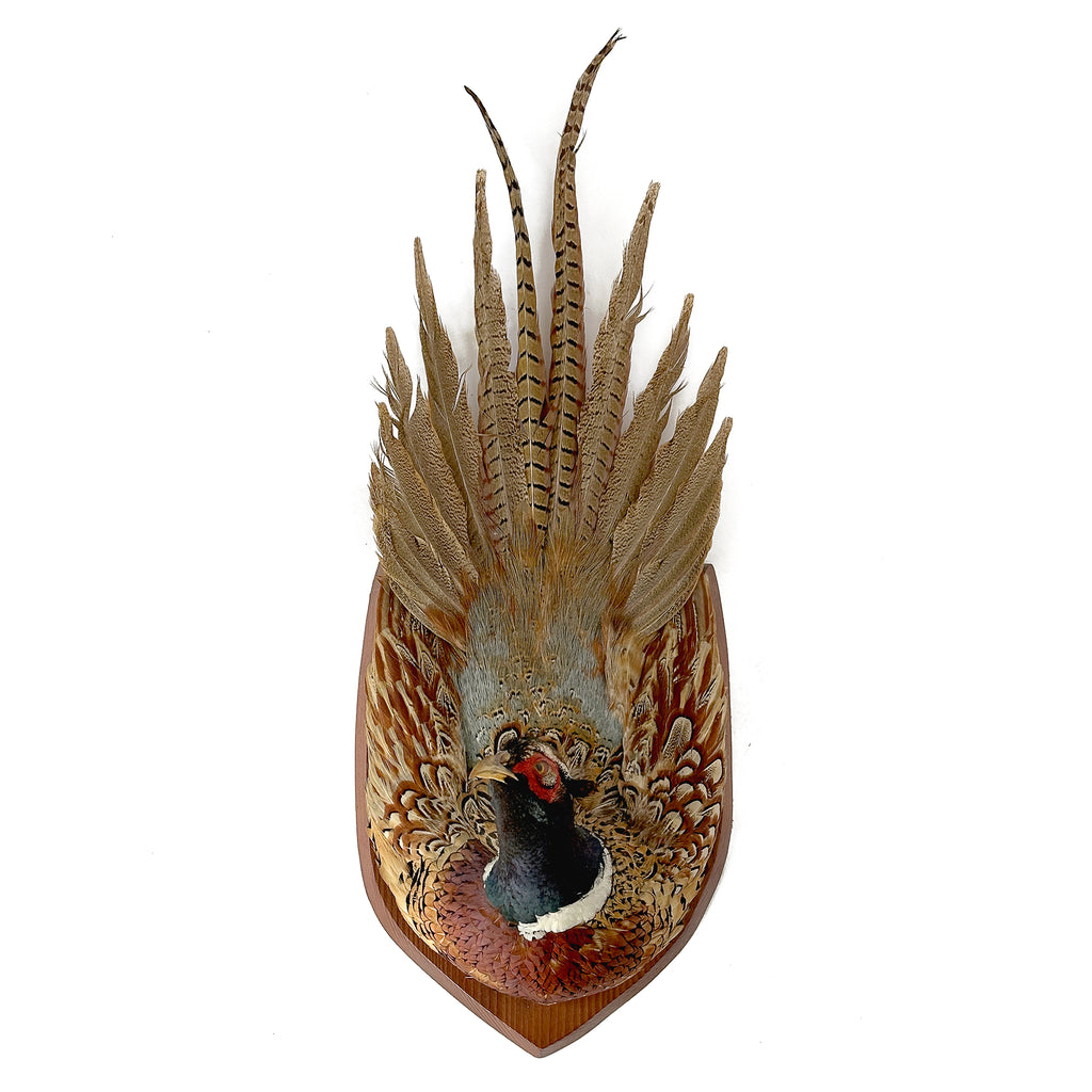 Vintage Ring-Necked Pheasant Wall Mount – Full Feather Spread on Wood ...